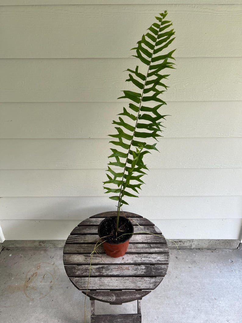 Rare Mermaid's Tail Fern nephrolepis Biserrata in 6 Pot - Etsy