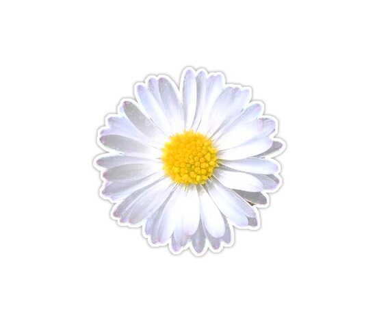 Tumblr Transparent Daisies