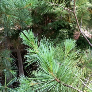 WHITE PINE Tea, 100 Cups White Pine Tea, Suramin Vitamin C and A - Etsy