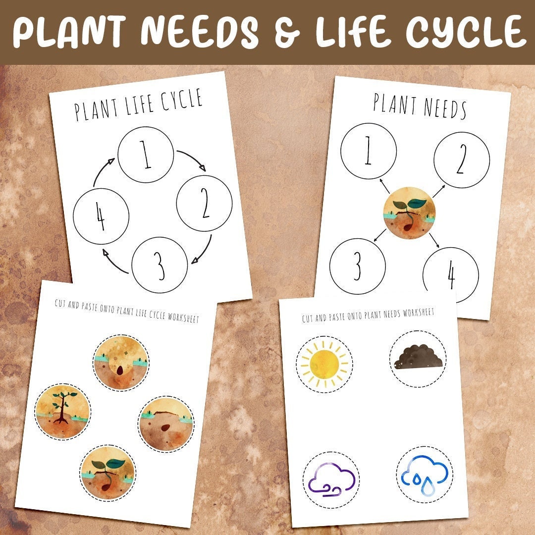 Plant Life Cycle and Needs Activity for Homeschool, Pre-k, or ...
