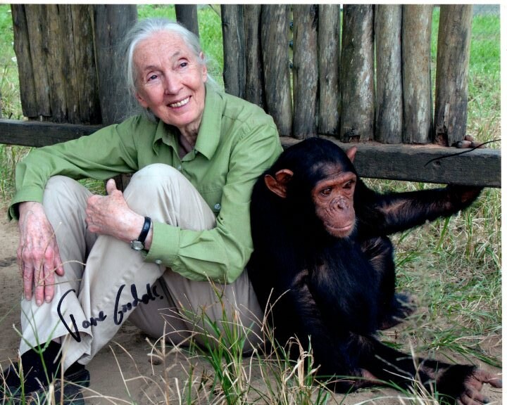 Jane Goodall Signed Autographed 8x10 Photo - Etsy