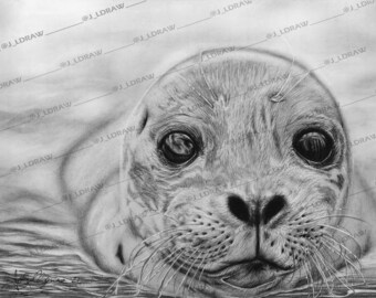 How To Draw A Realistic Seal