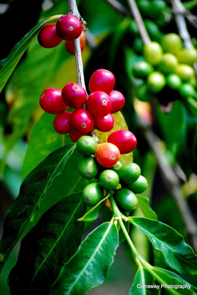 Ethiopian Roasted Coffee USDA & NOFA-NY Certified Organic - Etsy