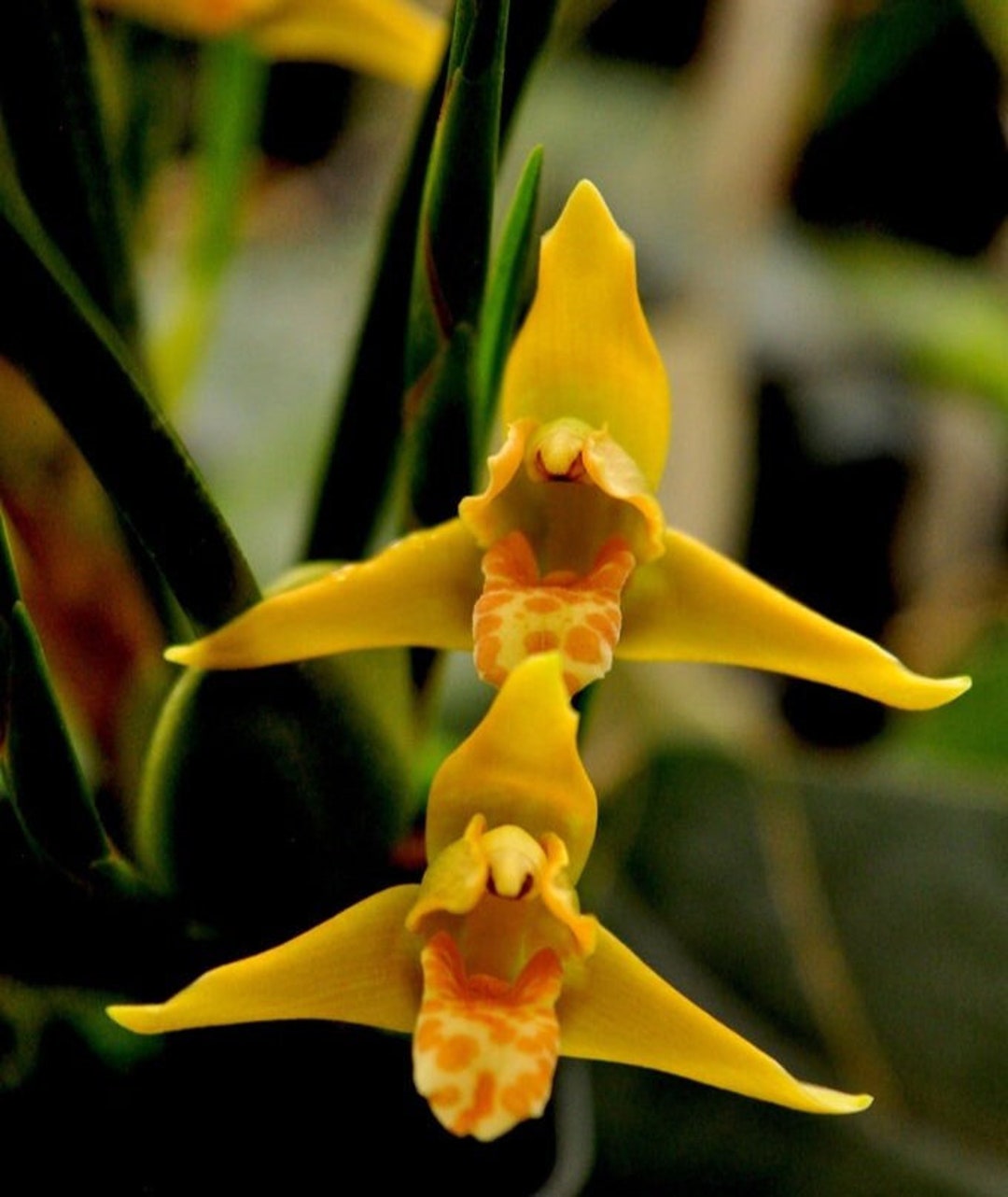 Giant Overgrown in Pot. Maxillaria Tenuifolia Yamada (yellow Bloom ...
