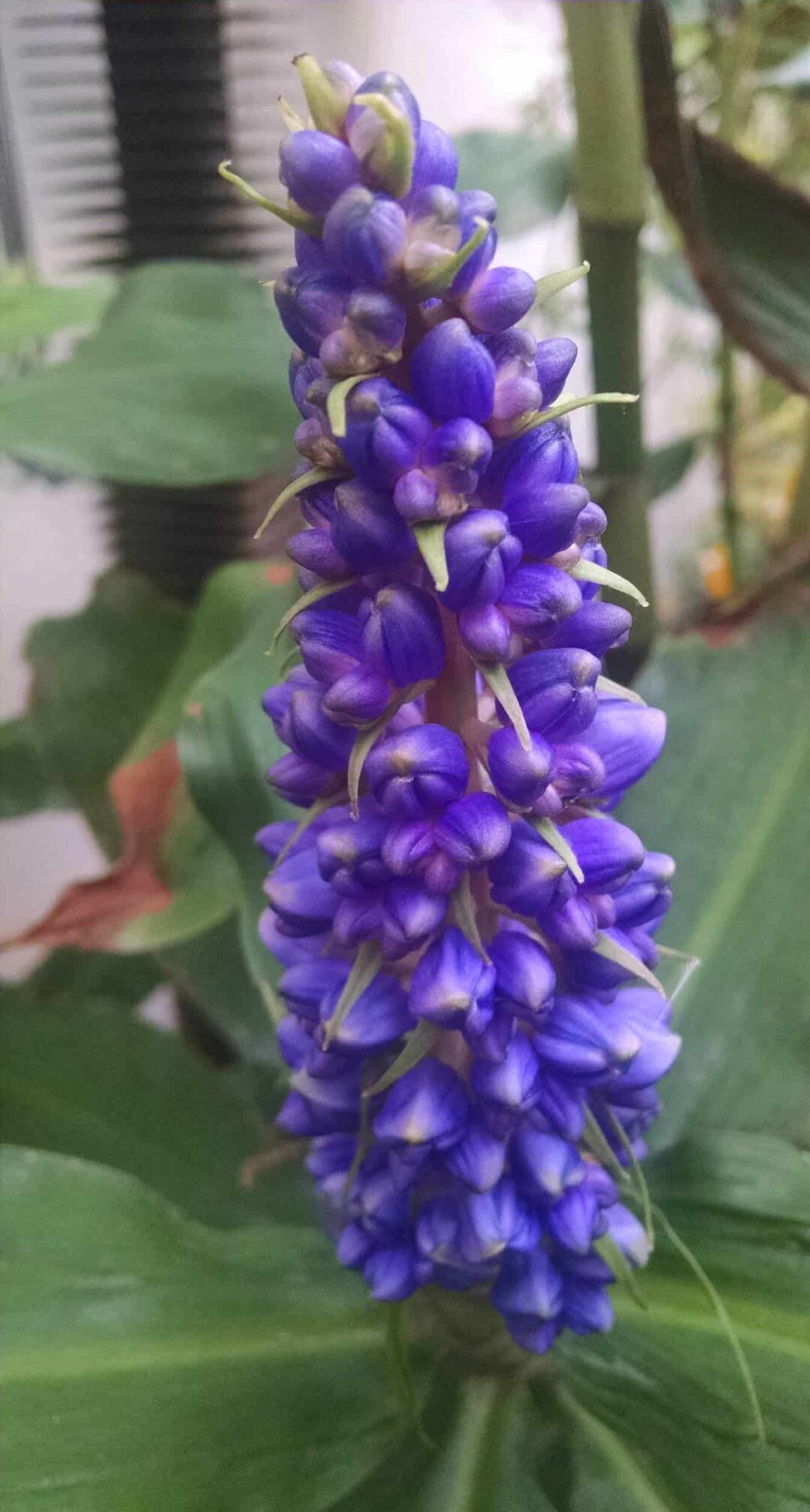 Blue Ginger Plant Bare Root - Etsy