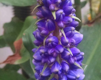 Hawaii Blue Ginger 1 Ft Rooted Plant only 1 Left - Etsy