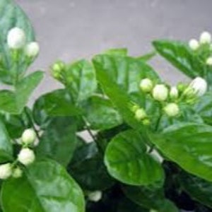 Double Rose Pikake (hawaiian Pronunciation of “peacock”) a Sweet ...