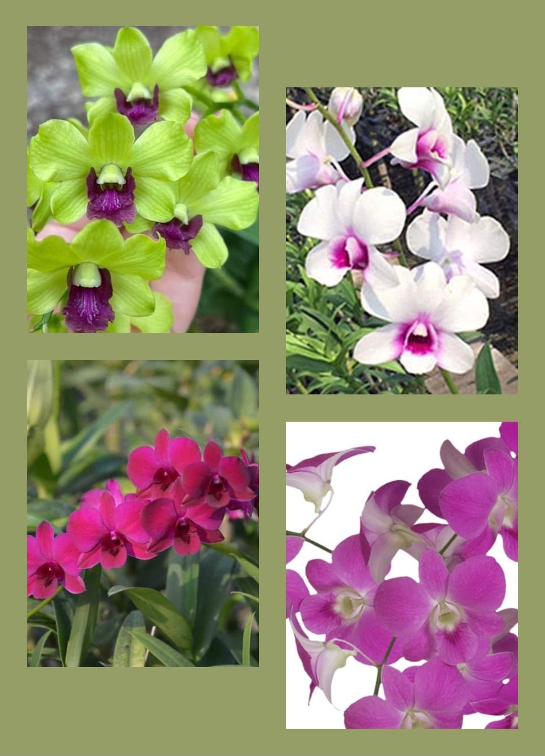 BOX Special of (2) Assorted Dendrobium Intermediate Starter Orchid ...