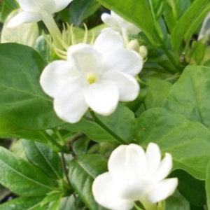 Pikake Plant. Single Flower Variety for Lei Making (pikake Lahilahi ...