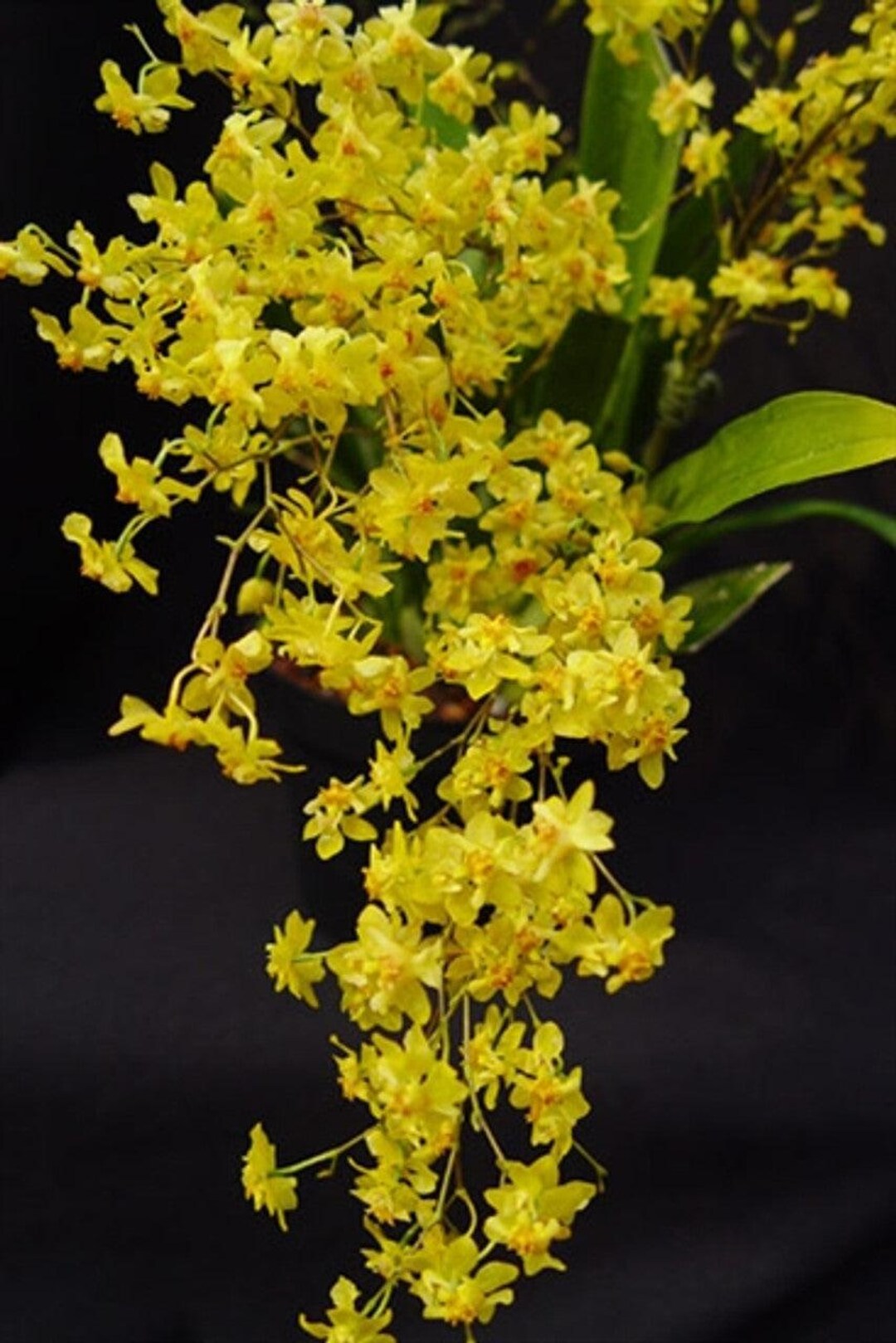 Oncidium Twinkle 'oro' is a Charming Miniature Orchid Well Established ...