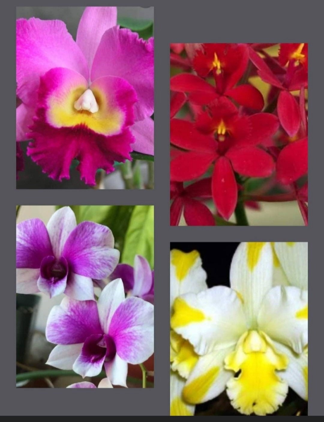 SPECIAL PURCHASE 3 Starter Orchid Plant Seedlings please - Etsy