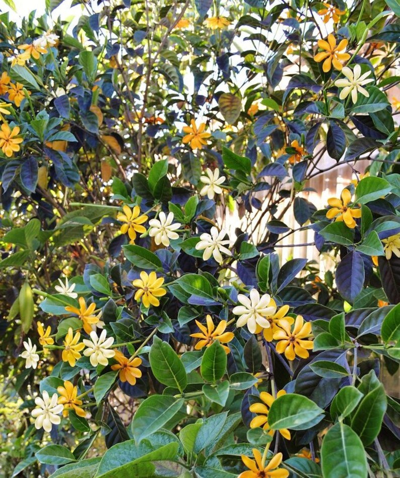 Kula Gardenia Bloom Stage With Strong Established Root System - Etsy