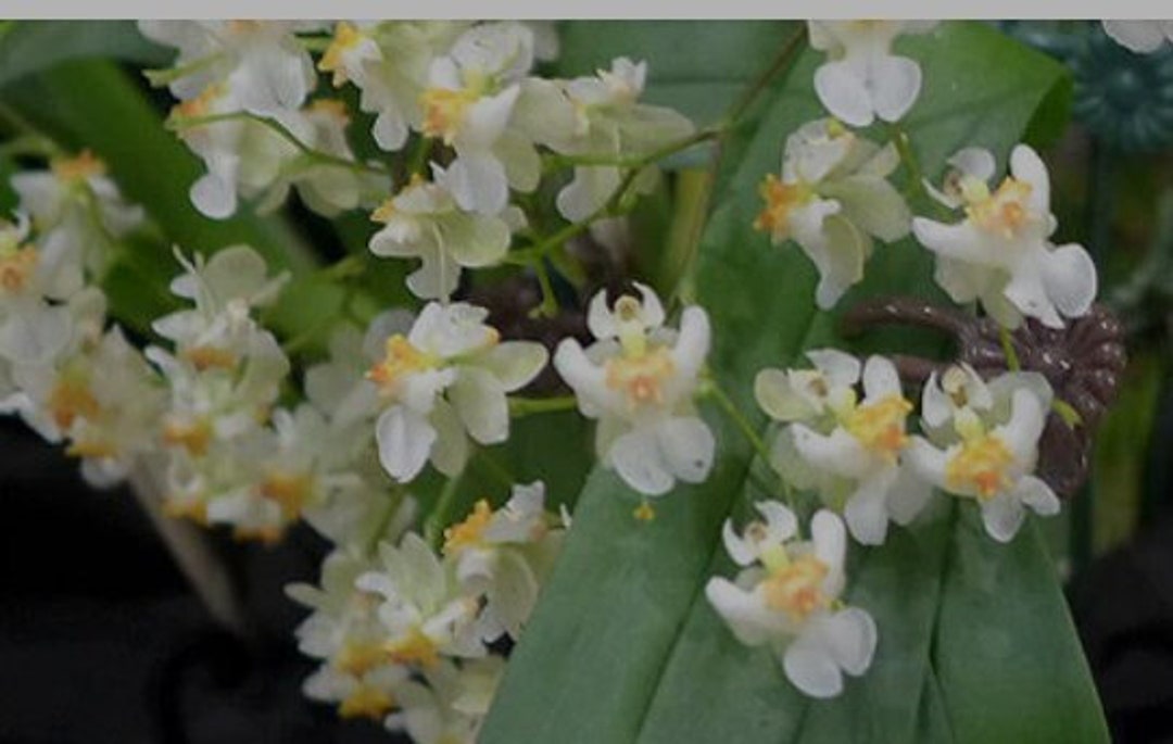 Oncidium Twinkle 'fantasy' Orchid Plant - Etsy