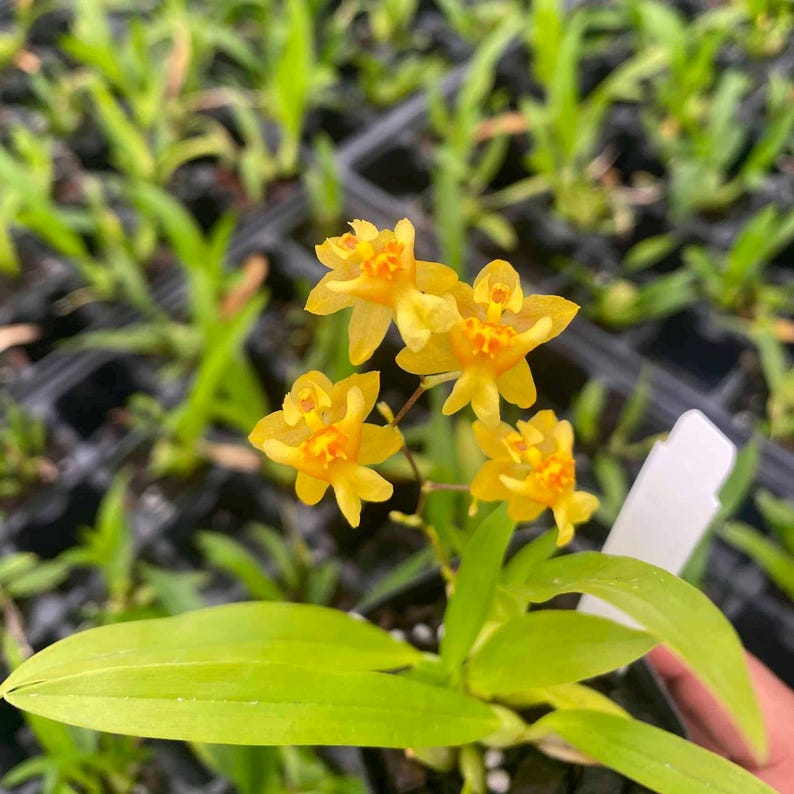 Oncidium Twinkle 'yellow Bird' Orchid Plant - Etsy