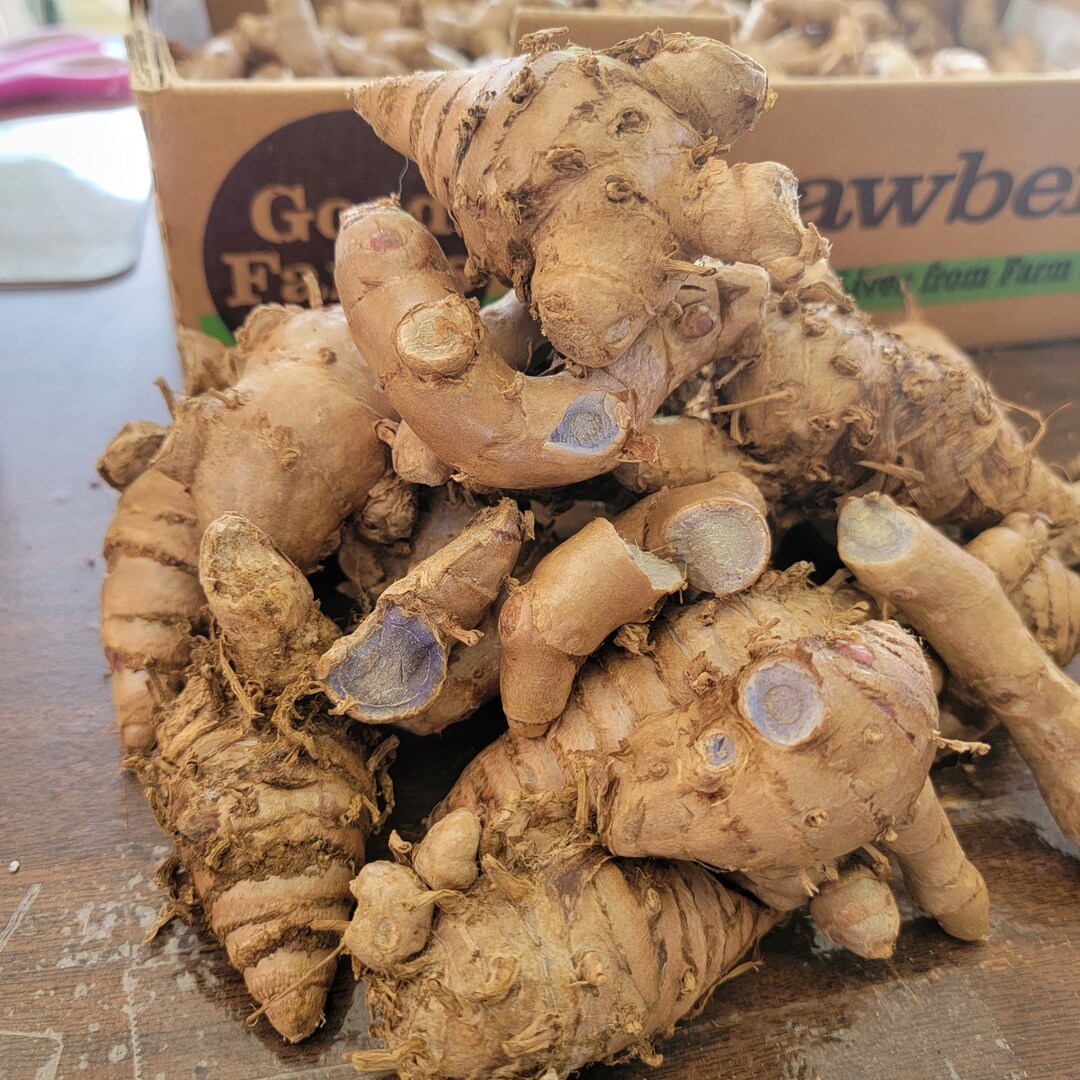Three (3) Black Turmeric Rhizomes. It Has Been Listed as an Endangered ...