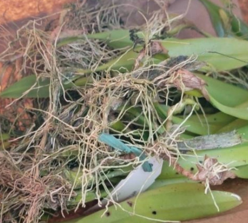 A Box of 6-8 Rescue Orchid Bulbs Canes Plants of Random - Etsy