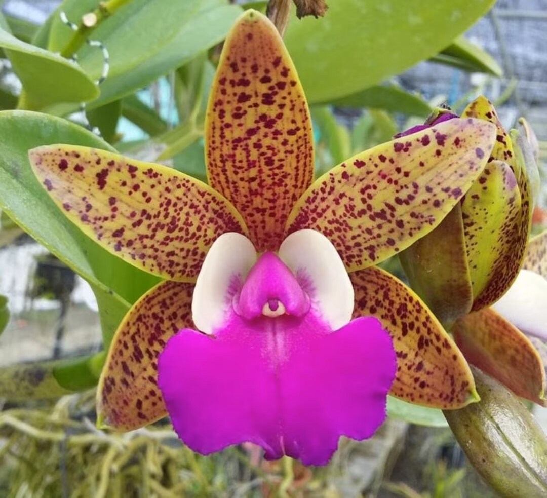 Cattleya Ratsima Spot fragrant Bloom Size Orchid Plant - Etsy