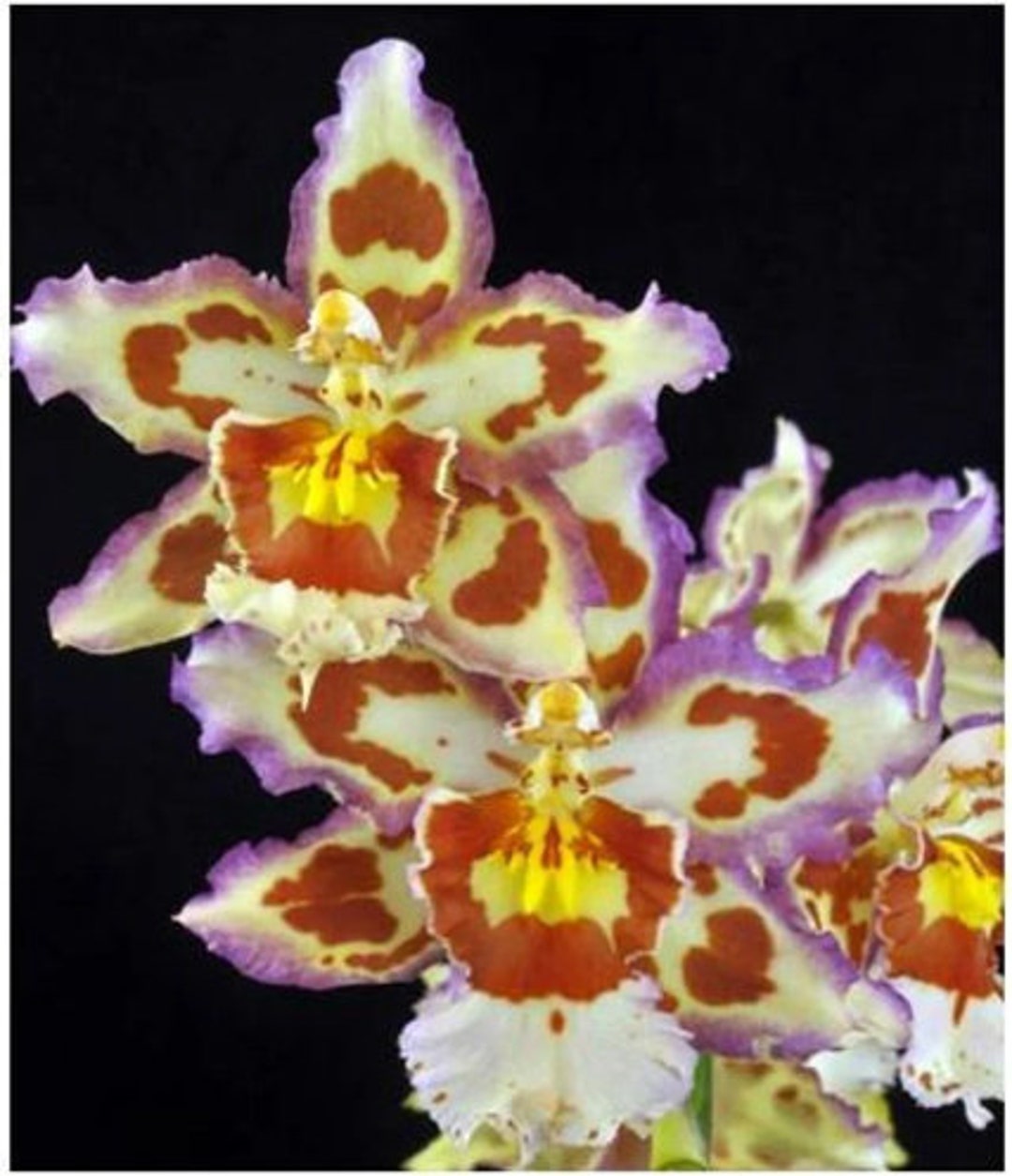 Wilsonara Tan Treasure "lavender Picotee" Starter Orchid Plant - Etsy