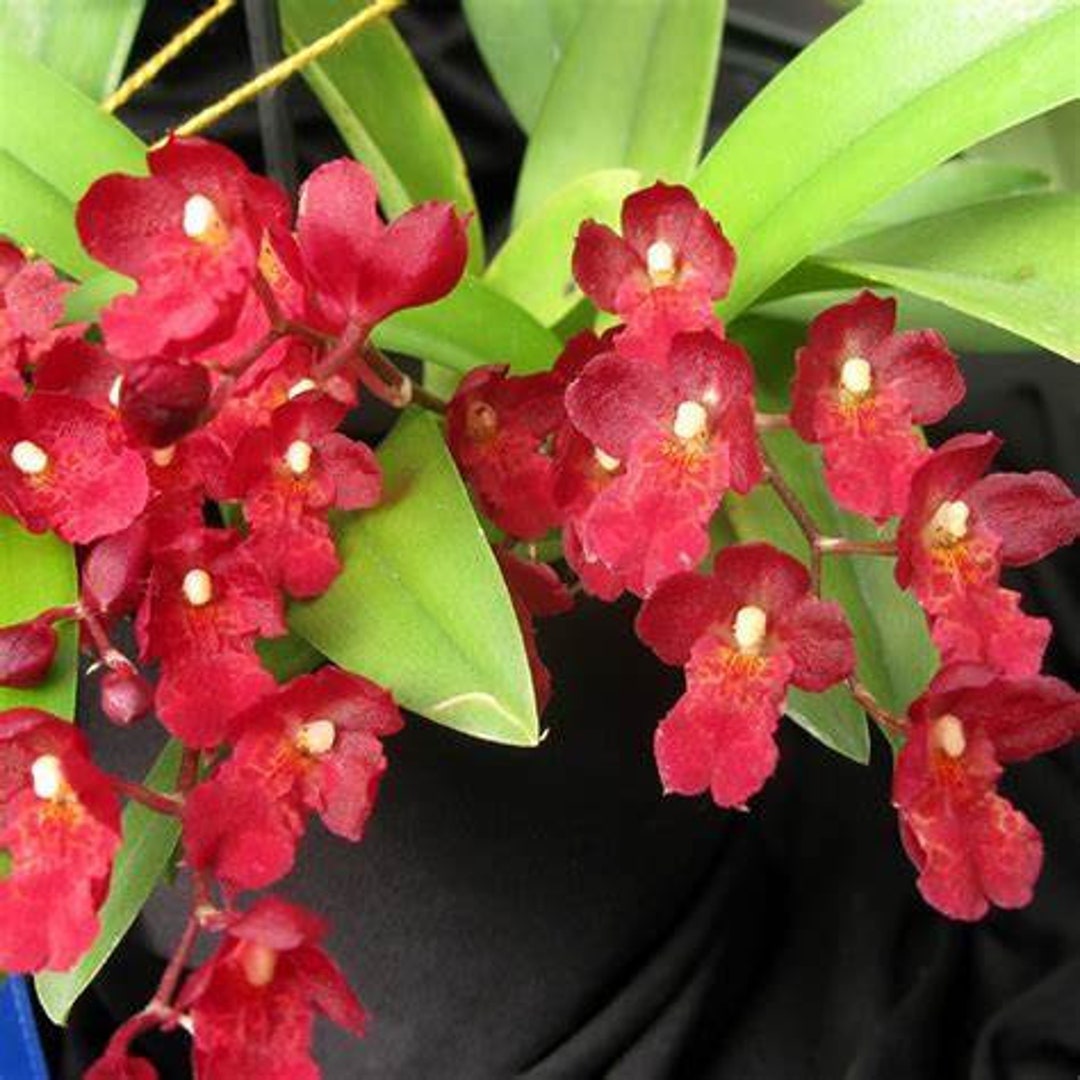 Lava Burst Puanani Orchid Plant BLOOM SIZE. Hawaii Grown - Etsy