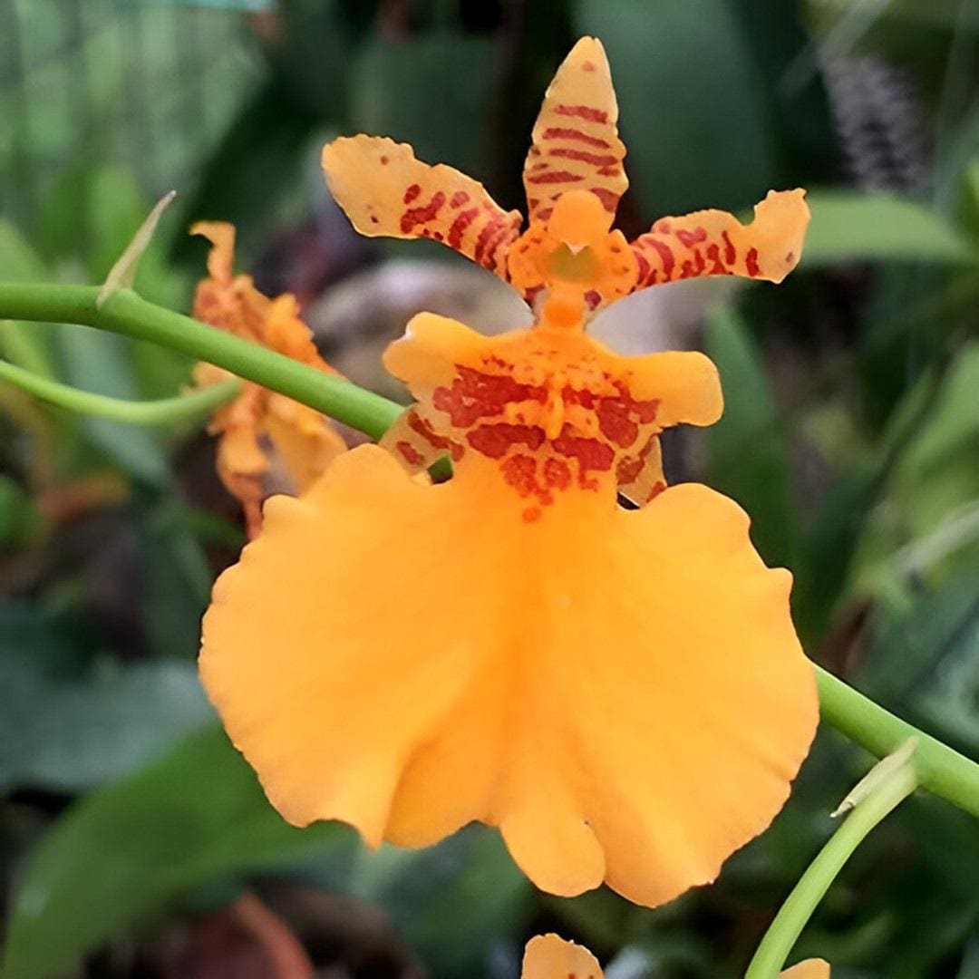 Oncidesa Gower Ramsey 'orange Delight' is a Unique Hybrid Orchid Known ...