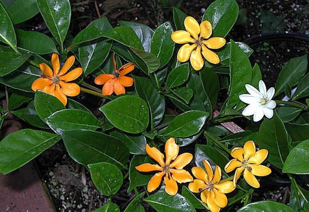 Kula Gardenia Bloom Stage With Strong Established Root System - Etsy