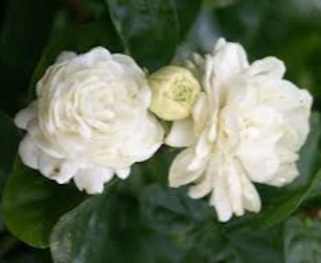 Double Rose Pikake (hawaiian Pronunciation of “peacock”) a Sweet ...