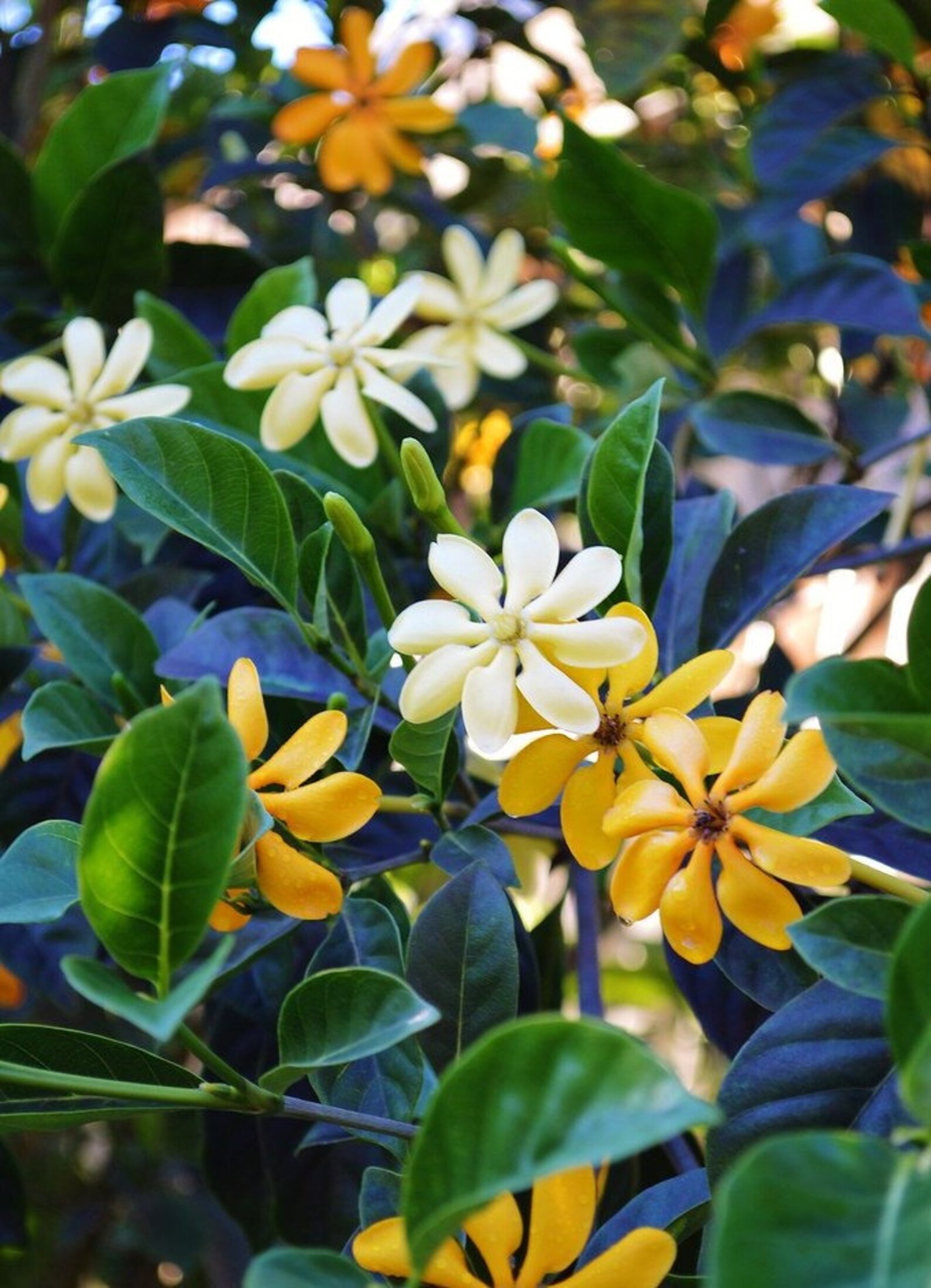 Kula Gardenia Bloom Stage With Strong Established Root System - Etsy