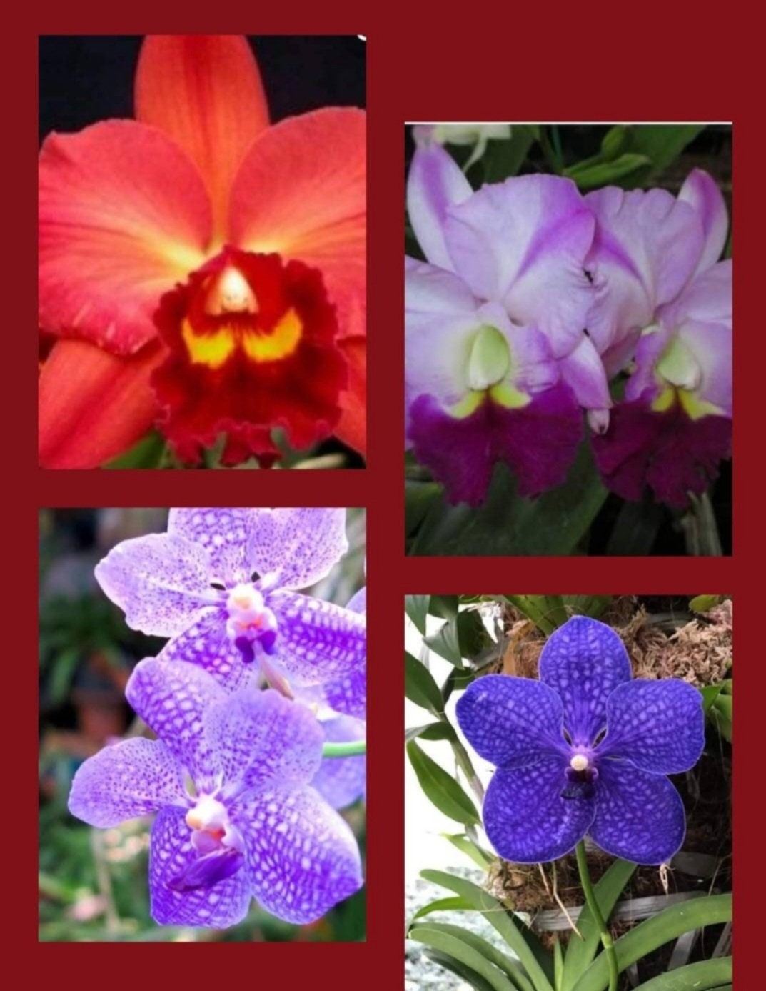 SPECIAL PURCHASE 3 Starter Orchid Plant Seedlings please - Etsy
