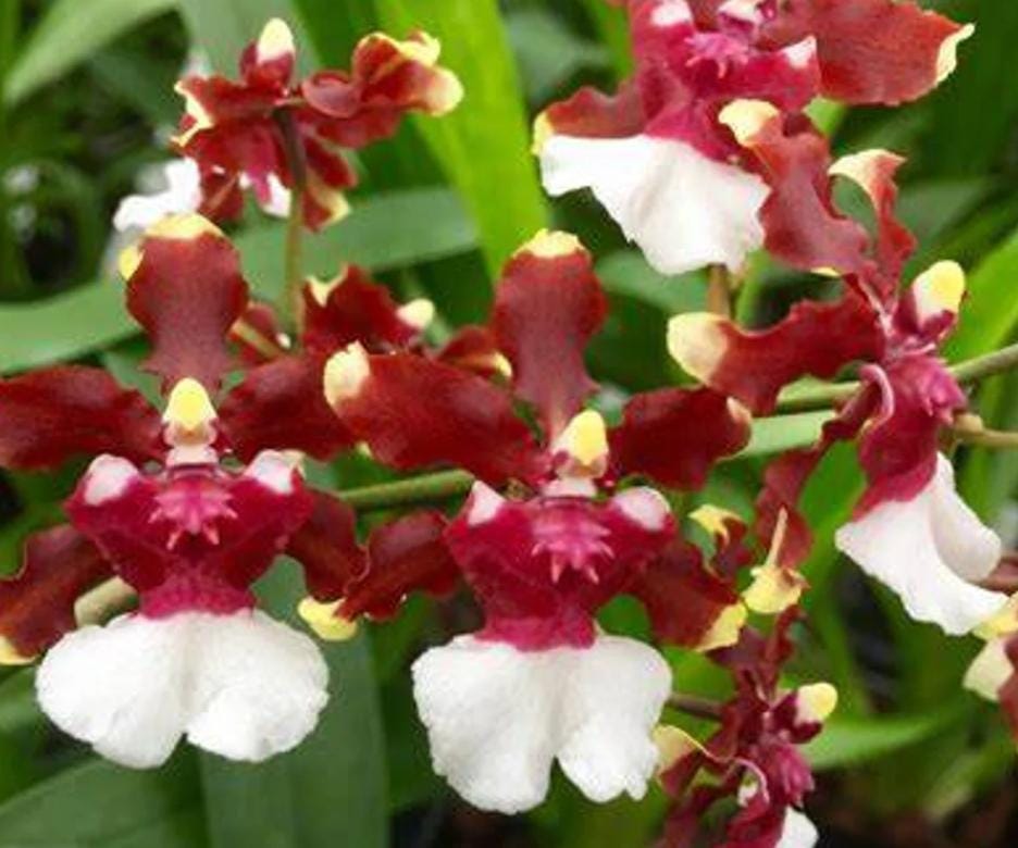 Oncidium Baby Raspberry Chocolate Orchid Plant Starter Hawaii Grown - Etsy