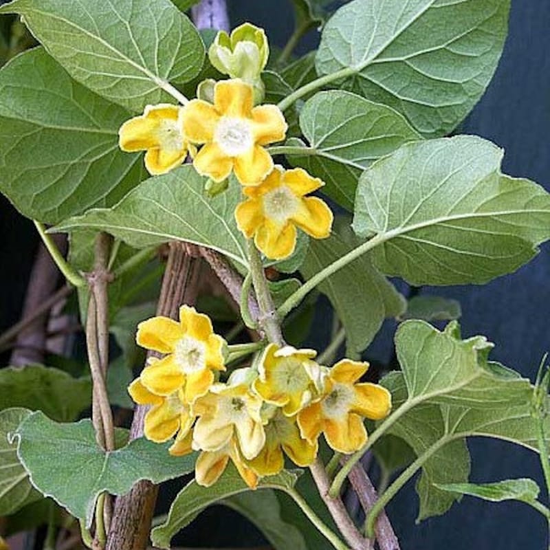 Vine Beaded Plant - Etsy