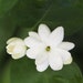 Pikake Plant. Single Flower Variety for Lei Making (pikake Lahilahi ...