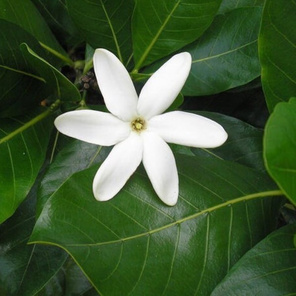 Tiare Flowers - Etsy