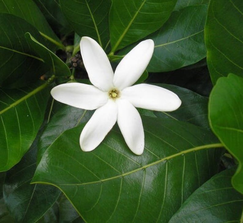 Fragrant Tiare Flower Starter Plant Also Called Tahitian Gardenia - Etsy