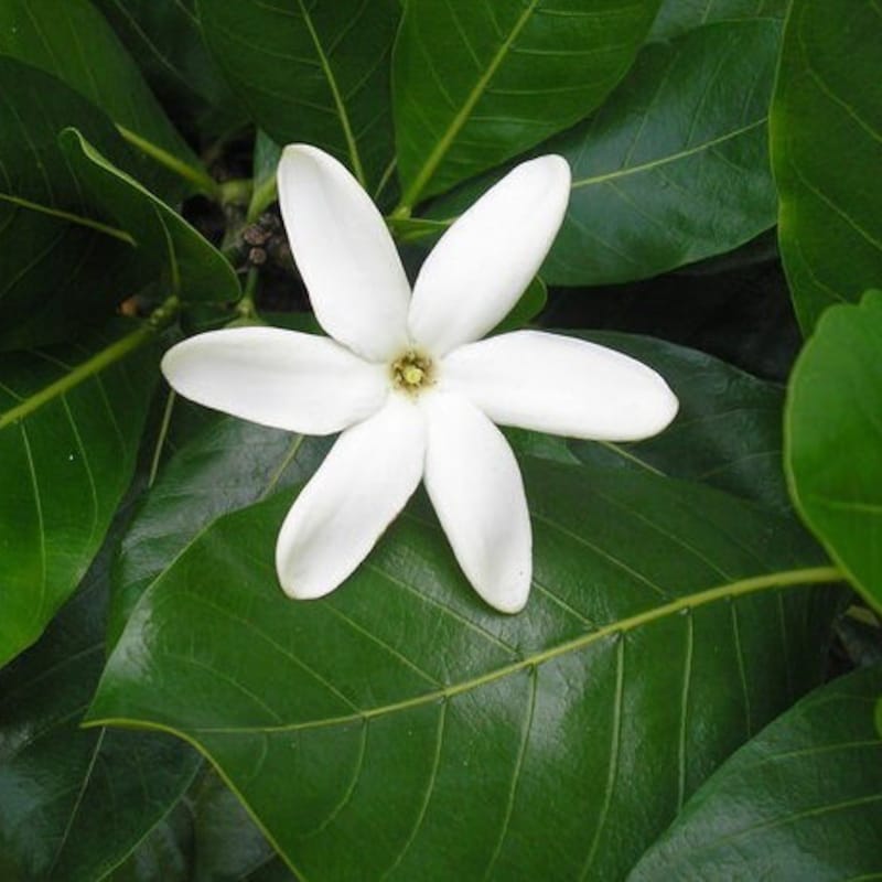 Tiare Flowers - Etsy