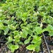 Pikake Plant. Single Flower Variety for Lei Making (pikake Lahilahi ...
