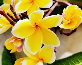 Lemon Drop Yellow | Etsy