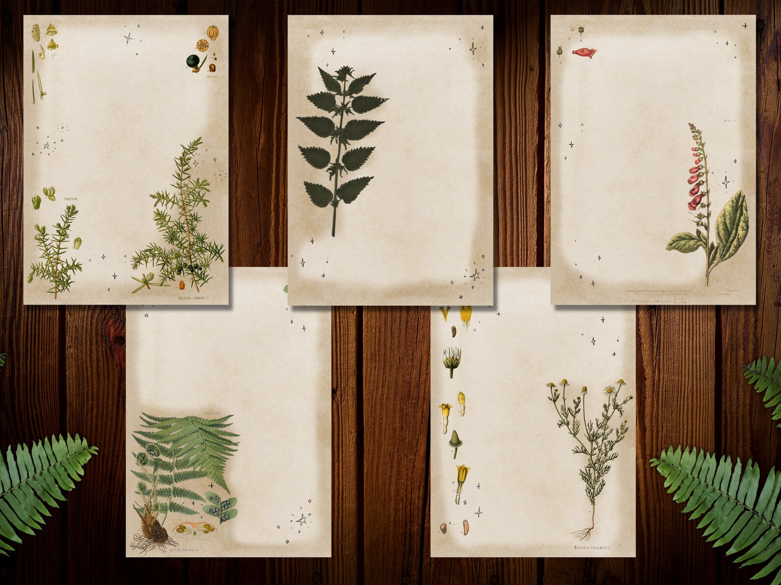 Plants & Herbs 01 - Digital Download PDF A4 for Grimoire Book of ...