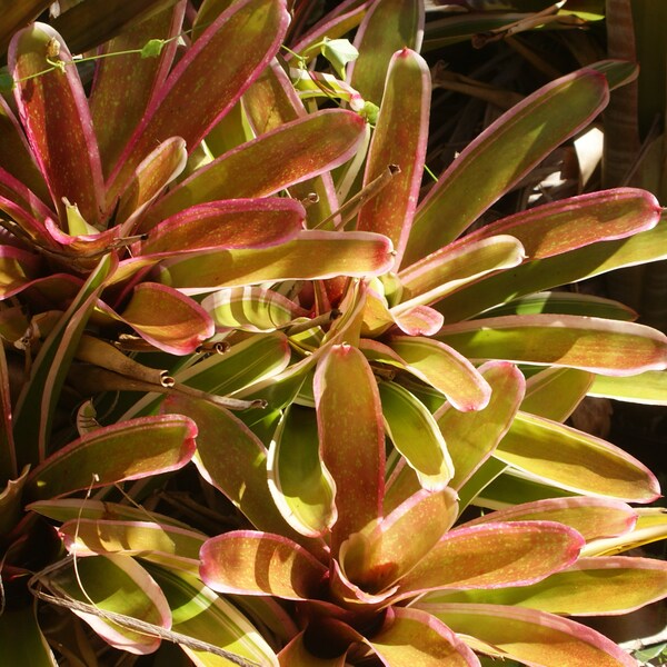 Neoregelia - Etsy