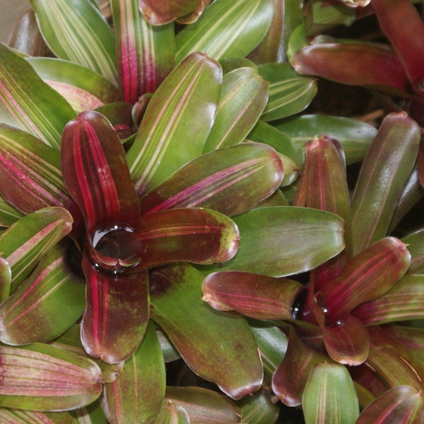 Neoregelia Bromeliad - Etsy