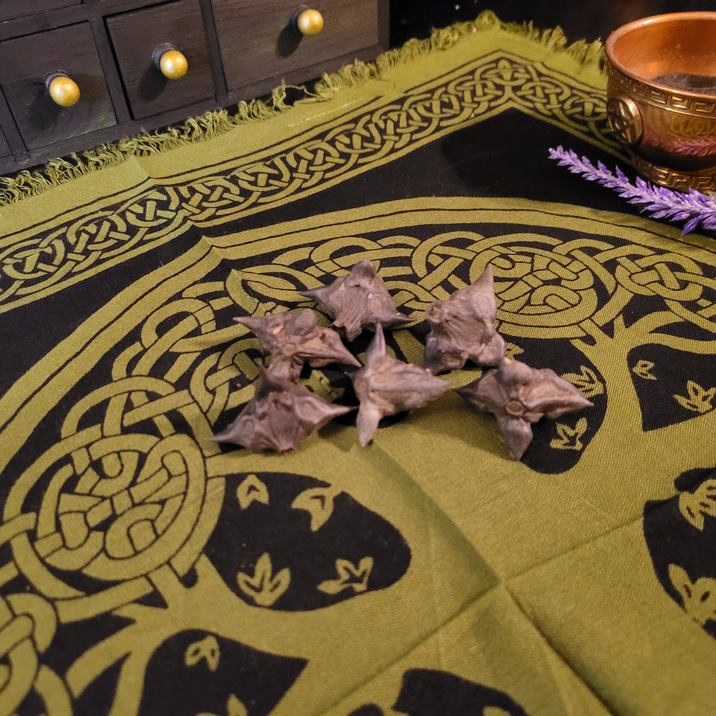 Devil Pods, Bat Nuts, Water Chestnuts, Caltrops, Occult, Witchcraft ...