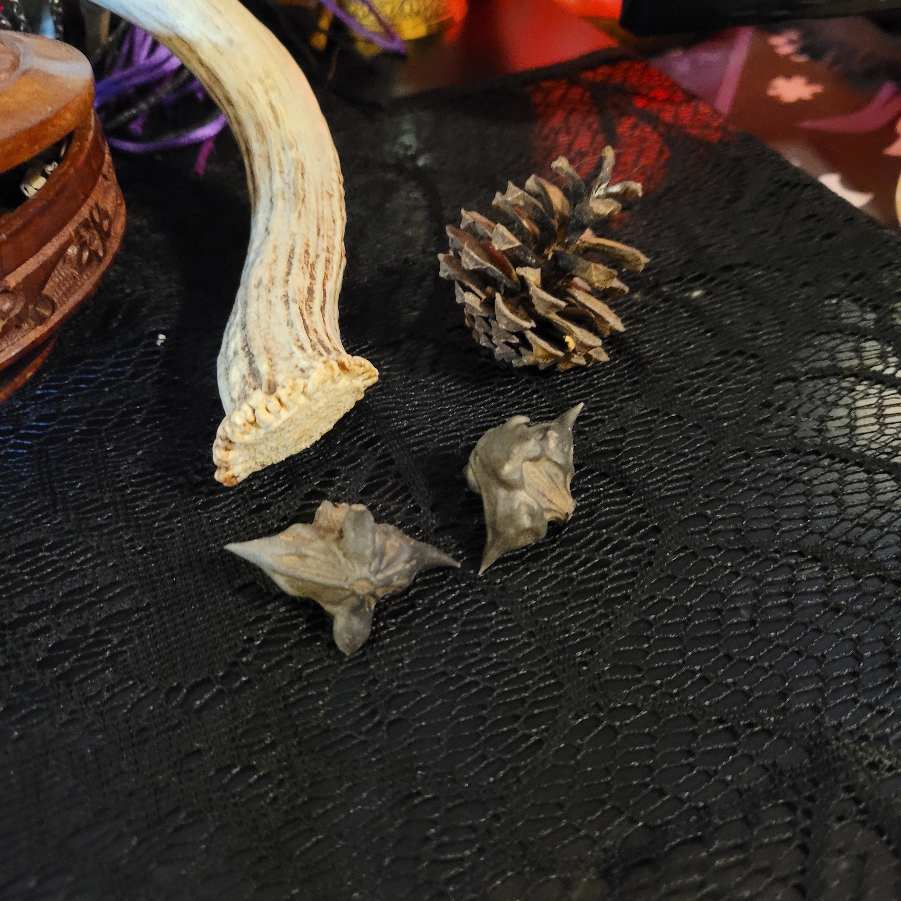 Devil Pods, Bat Nuts, Water Chestnuts, Caltrops, Occult, Witchcraft ...