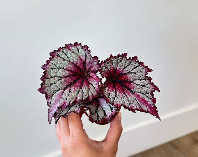 Begonia Rex Jurassic ‘pink Splash’ 2” #177 - Etsy