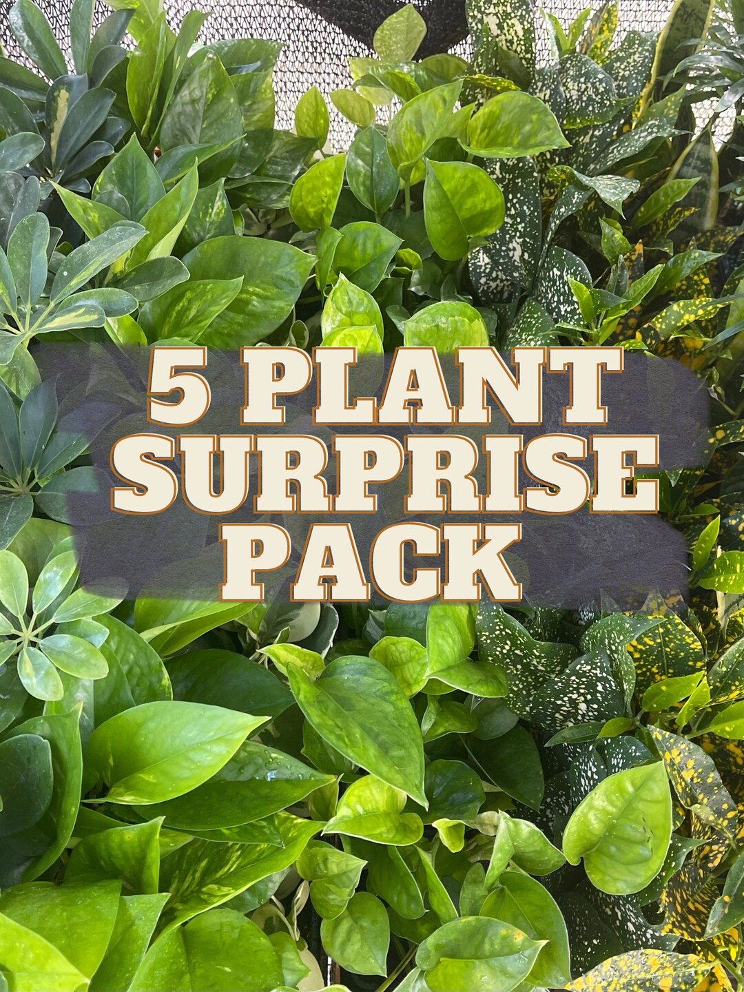5 Plant Surprise Pack - Etsy