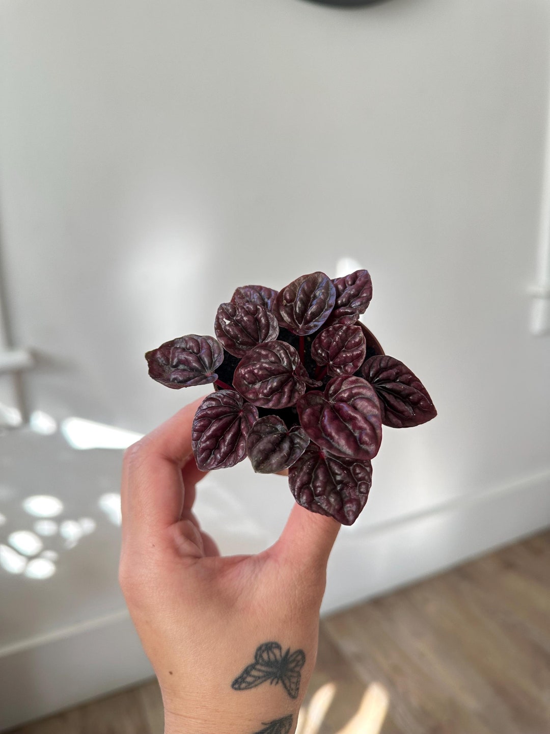 Peperomia Caperata ‘emerald Red Ripple’ 2” #447 - Etsy