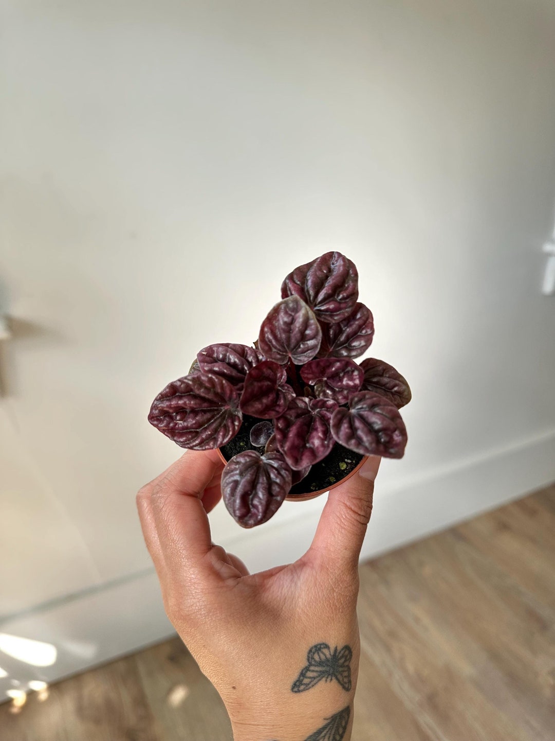 Peperomia Caperata ‘emerald Red Ripple’ 2” #A728 - Etsy