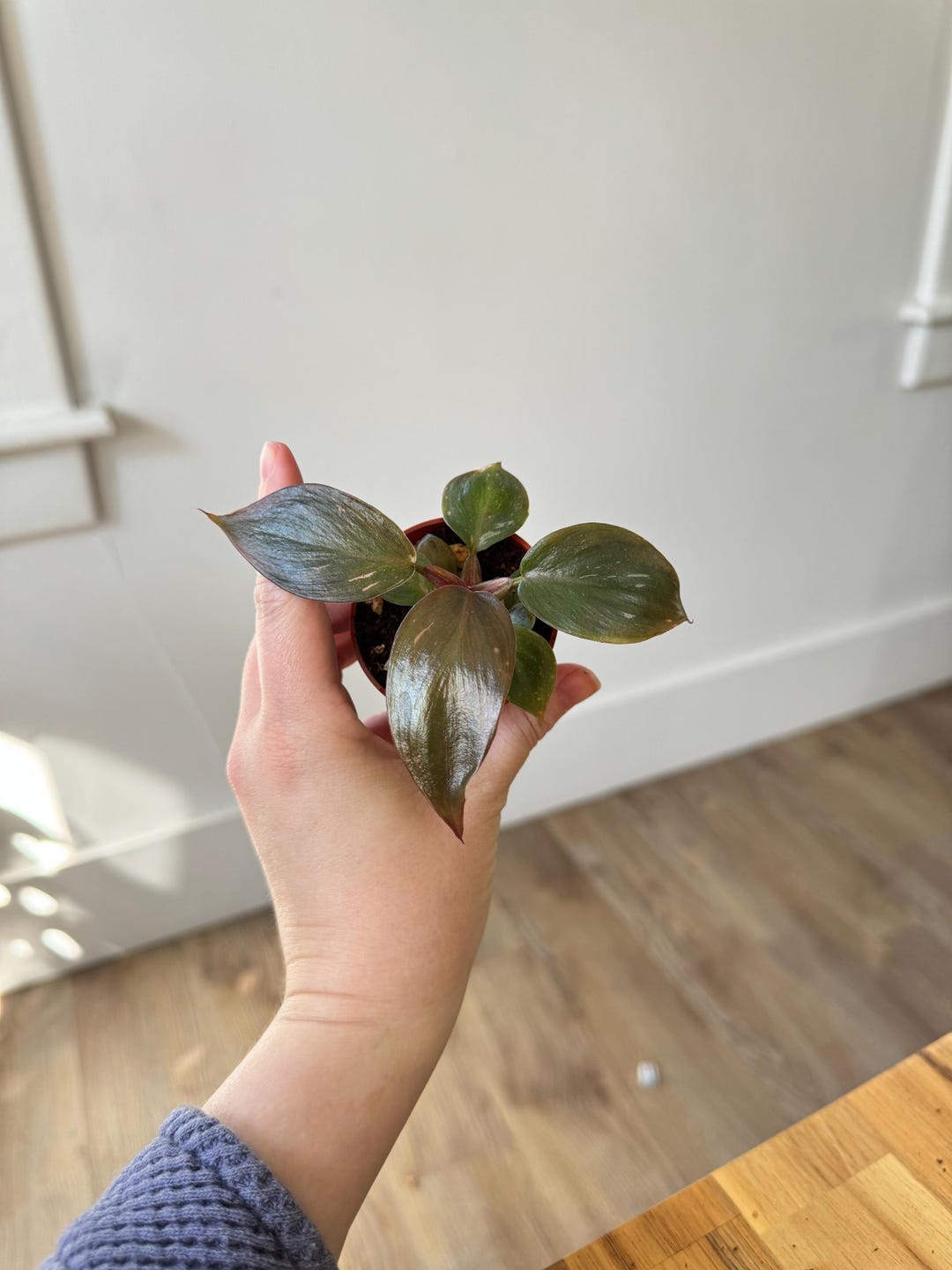 Pink Princess Philodendron 2 Y32 - Etsy