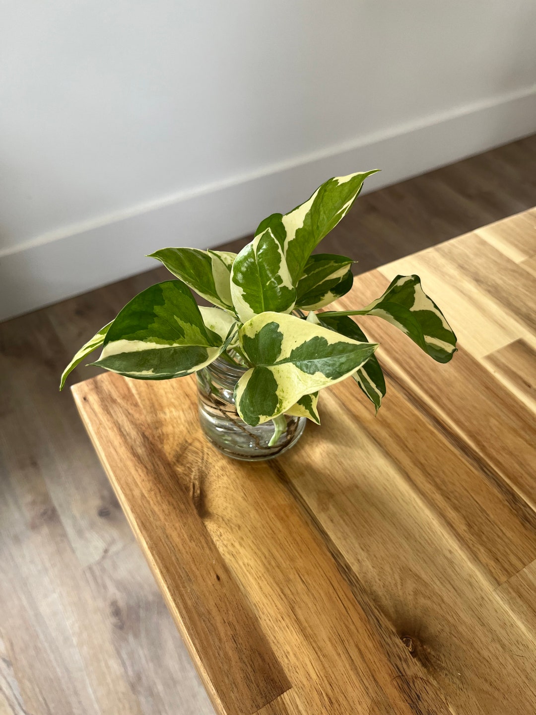 Pearls and Jade Pothos Cutting - Etsy