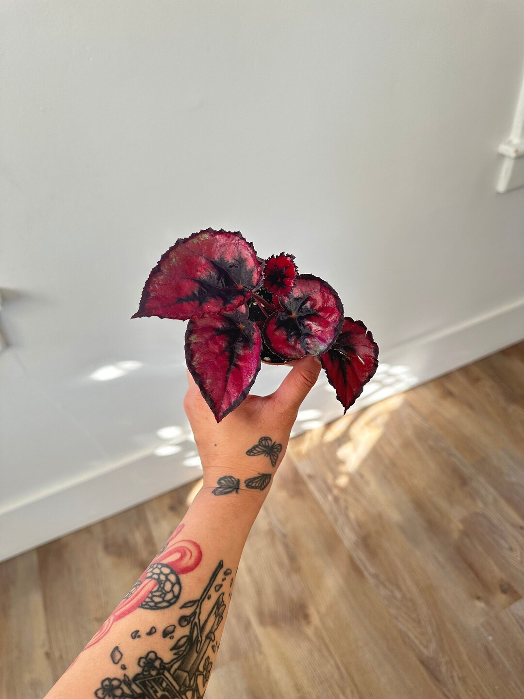 Begonia Rex red Heart 2 628 - Etsy