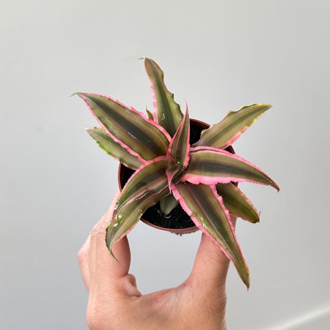 Cryptanthus Bivittatus ‘pink Starlite’ 2” #505 - Etsy