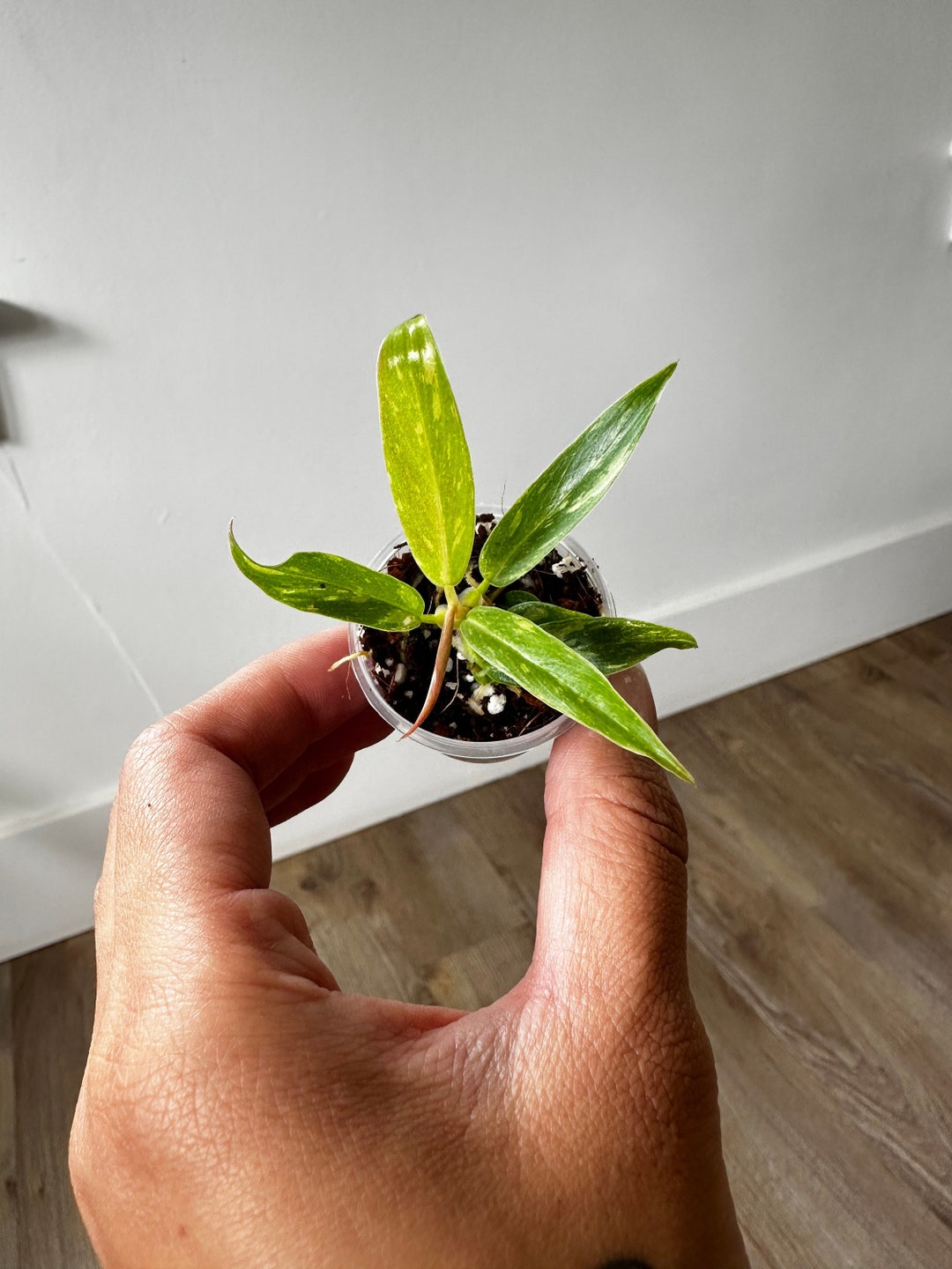 Ring of Fire Philodendron 1 Micro Mini 742 - Etsy